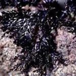 Pepper Dulse - The Truffle Of The Sea - The Irish Seaweed Company