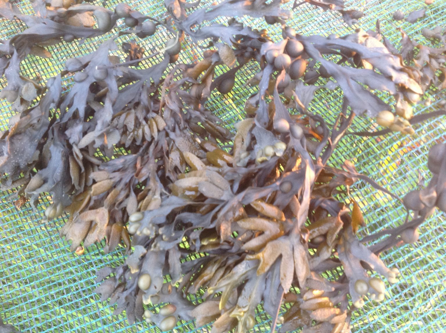 Whole Leaf Bladderwrack (Fucus Vesiculosus) Fresh or Dried - The Irish ...